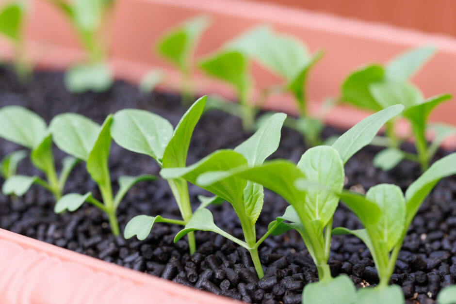ミニチンゲンサイのプランターでの育て方・栽培方法